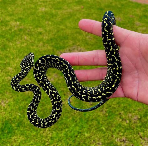 Native Scales Our Male In Case The Hide Didnt Give Away His Sex