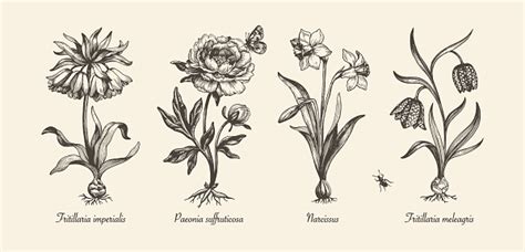 식물 빅토리아 시대 삽화 플라워 모노크롬 세트 빈티지 스타일이 새겨져 있습니다 Fritillaria Imperialis Fritillaria Meleagris 수선화 및