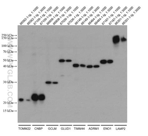 Mouse Igg Kappa Chain United Bio Research