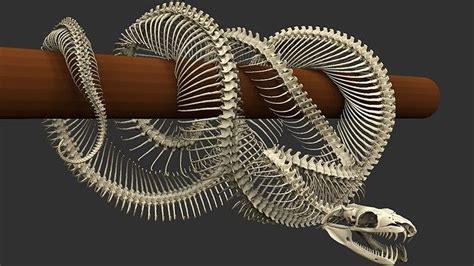 Unveiling The Secrets Of The Snake Skeleton Diapteron Shop