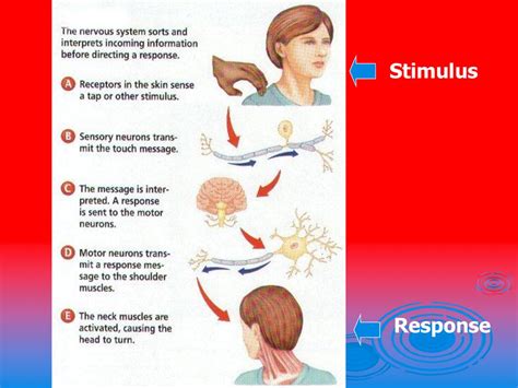 The Nervous System Ppt Download