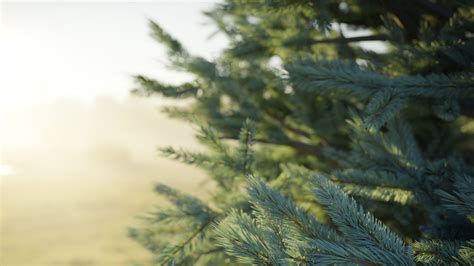 Real Trees Finished Projects Blender Artists Community