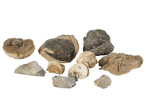 Lot Group Of Ten Fossils