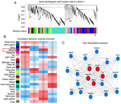 Weighted Gene Correlation Network Analysis A A Total Of 32 883 Genes