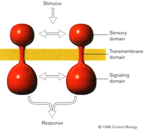 Receptor Signaling Dimerization And Beyond Current Biology