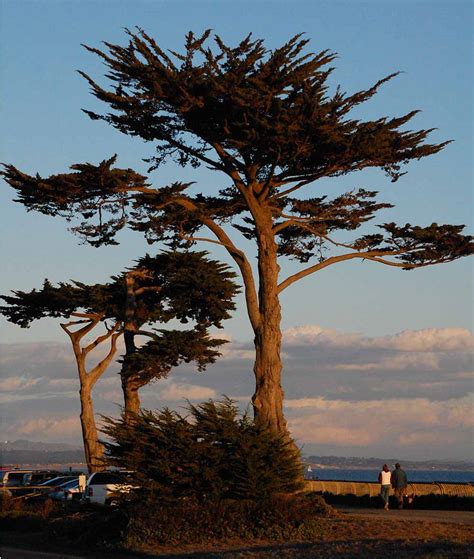 Trees Of West Cliff Drive Native But Not Natural Mobile Ranger