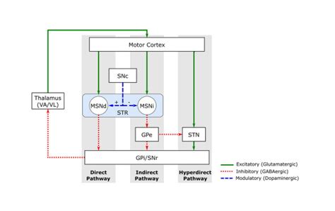 Models NetPyNE Open Source Package For Neuronal Networks