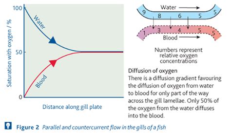 AS Biology Ms Timms Countercurrent Parallel Current Principle