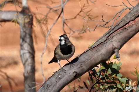 Oreoicidae