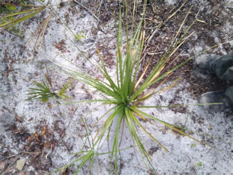 Brittons Beargrass In July 2020 By Lily Fulton · Inaturalist
