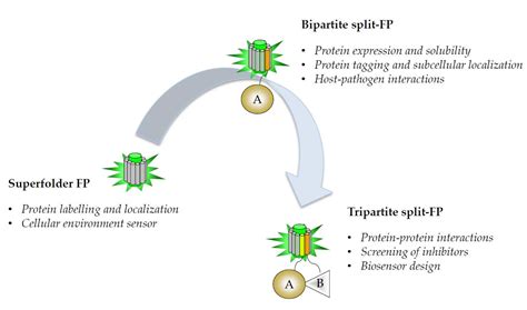 Ijms Free Full Text Development And Applications Of Superfolder And Split Fluorescent