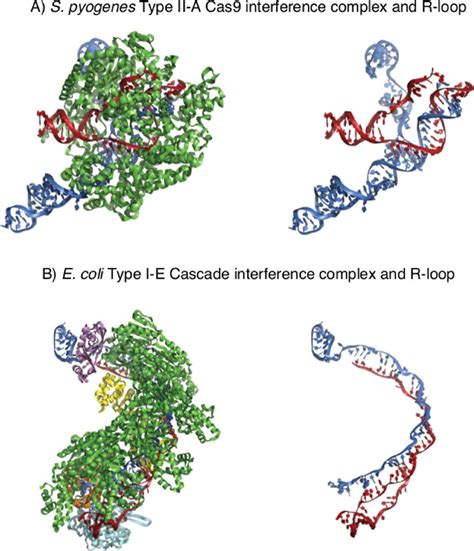 Structural Representation Of Nucleoprotein R Loop Complexes Examples Download Scientific