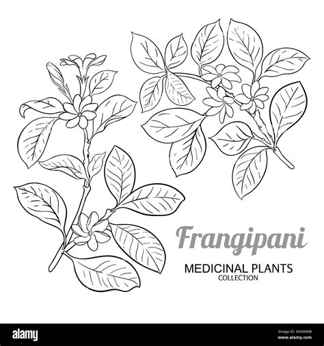 Frangipani Branch Vector Outline Illustration Stock Vector Image And Art