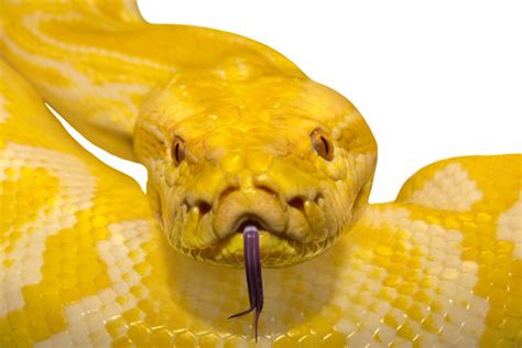Yellow Python Images Browse Stock Photos Vectors And Video Adobe Stock