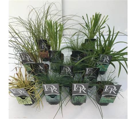 Grasses Green Solutions