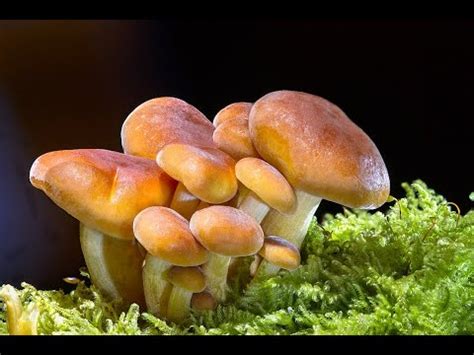 Shrooms Are Sexy And Pretty Safe YouTube