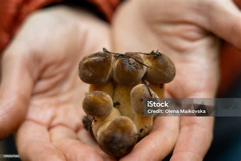 여성의 손의 클로즈업 사진은 숲에서 볼레투스 Badius를 들고있다 갈색 모자숲 버섯의 클로즈업 계획 가루로 빻은에 대한 스톡 사진 및 기타 이미지 Istock