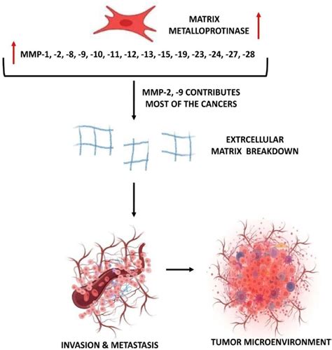 Role Of Extracellular Matrix Components In Tumor Increased Level Of