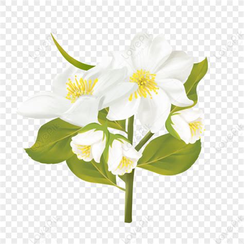 흰색 재스민 꽃 일러스트 요소초록하얀가지 Png 일러스트 무료 다운로드 Lovepik