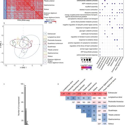 Expression Profiles Of Chicken Skeletal Muscles A Spearmans R
