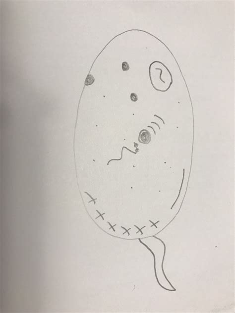 Eukaryote Cell Diagram Quizlet