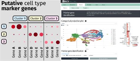 16 Deg Analysis In Micv Left After Putative Cell Type Clustering Download Scientific Diagram