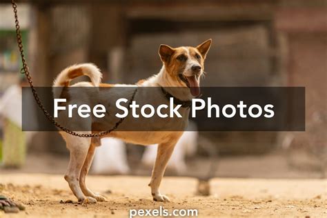 Wpmen With Collar Photos Download The Best Free Wpmen With Collar