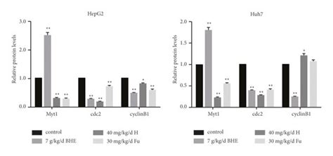 A The Expression Of Cyclin B1 Cdc2 And Myt1 Proteins In Xenograft