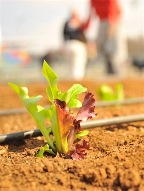 Regenerative Agriculture And Importance Agriculture Review