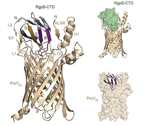 Structural Research Of Type Ix Secretion Systems Creative Biostructure
