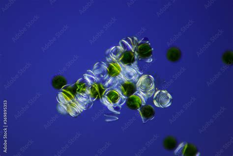 Equisetum Spores