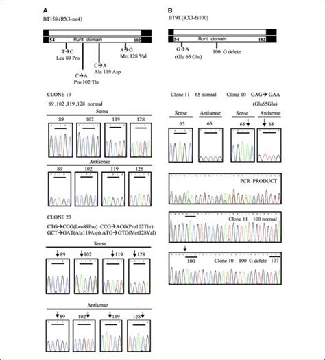 Runx3 Inactivation By Point Mutations And Aberrant Dna Methylation In