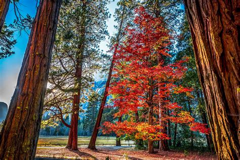 Wood Desktop Wallpaper Redwood Californias Redwood Forests Are A