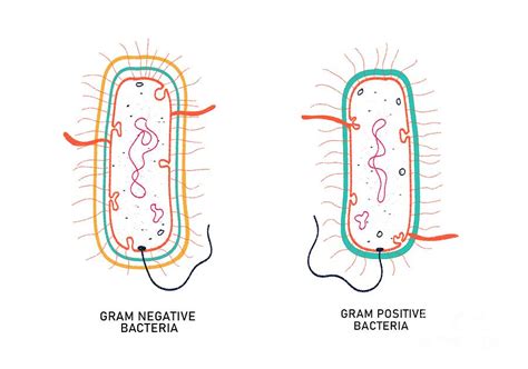 Gram Positive And Gram Negative Bacteria By Kadambari Pathaniascience