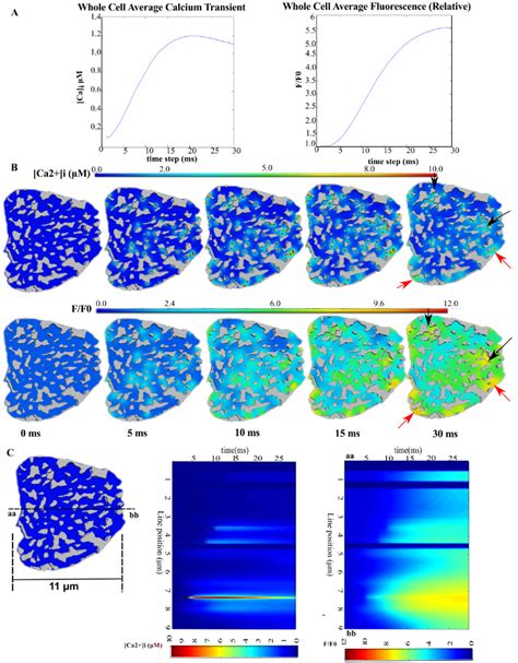 Creating A Structurally Realistic Finite Element Geometric Model Of A