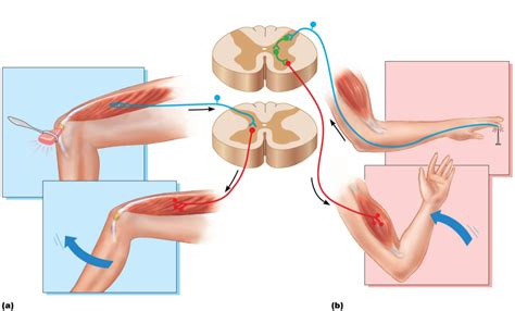 Lesson 11 Monosynaptic And Polysynaptic Reflexes Diagram Quizlet