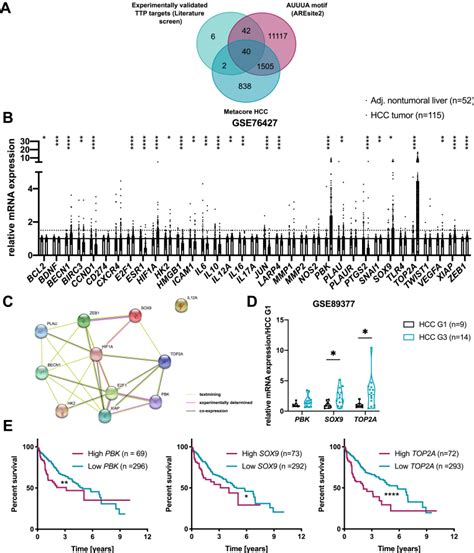 Tristetraprolin Promotes Hepatic Inflammation And Tumor Initiation But