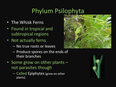 Phylum Psilophyta The Plant Kingdom Non Vascular Plants The