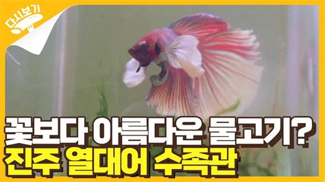 꽃보다 아름다운 물고기를 볼 수 있는 진주 열대어 수족관 Youtube