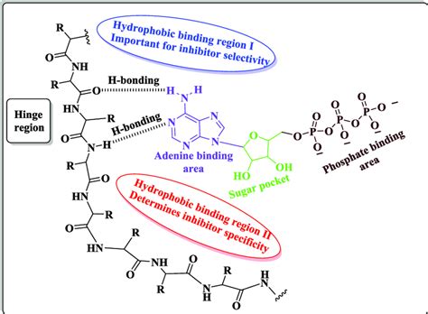 The Structure Of The Atp Binding Site Of Egfr Tk Download Scientific Diagram
