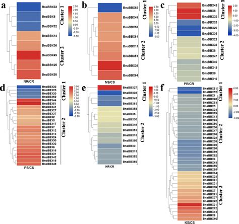 The Expression Patterns Of Bnabbx Genes Under Different N P And K