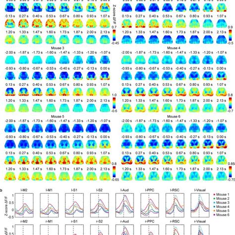 Swr Associated Large Scale Cortical Activity A Averaged Cortical