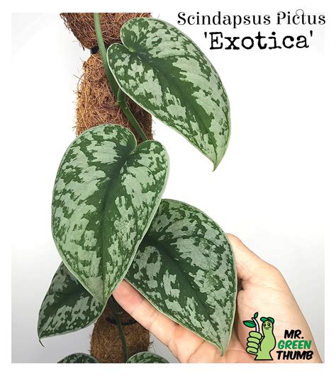 Scindapsus Pictus Exotica