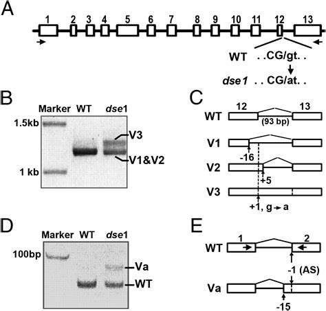 Plasmodesmata Formation And Cell To Cell Transport Are Reduced In Decreased Size Exclusion Limit
