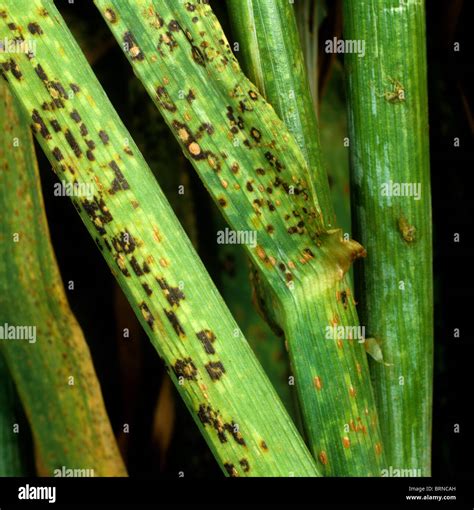 Brown Rust Puccinia Hordei Teliospore Black And Uredospore Pustules On Barley Stem Stock