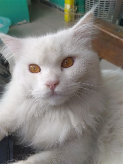 King Felix Scrolller