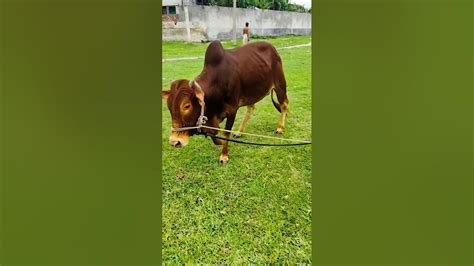 আমার কোরবানির গরু ২০২৩ গাবতলী গরুর হাট Cow গাবতলী গরুর হাট গরুরহাট২০২৩ গরুর হাট Youtube