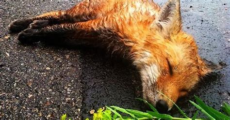 My Friend Found A Fox Hit By A Car Came Back 8 Hours Later To A Big