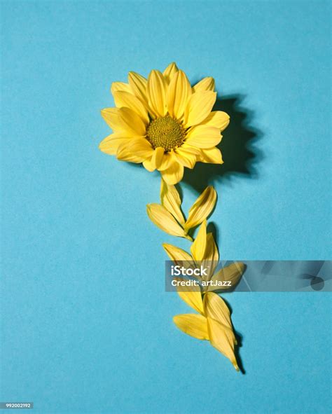 카밀레와 파란색 배경에 꽃의 형태로 꽃잎의 노란 꽃 봉 오리 개인 장식품에 대한 스톡 사진 및 기타 이미지 개인 장식품 개화기 건강관리와 의술 Istock