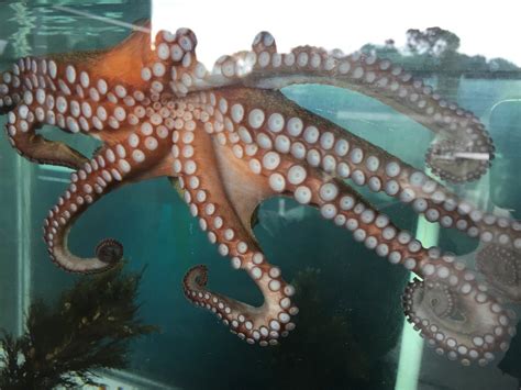 Goat Island Marine Discovery Centre All You Need To Know Before You